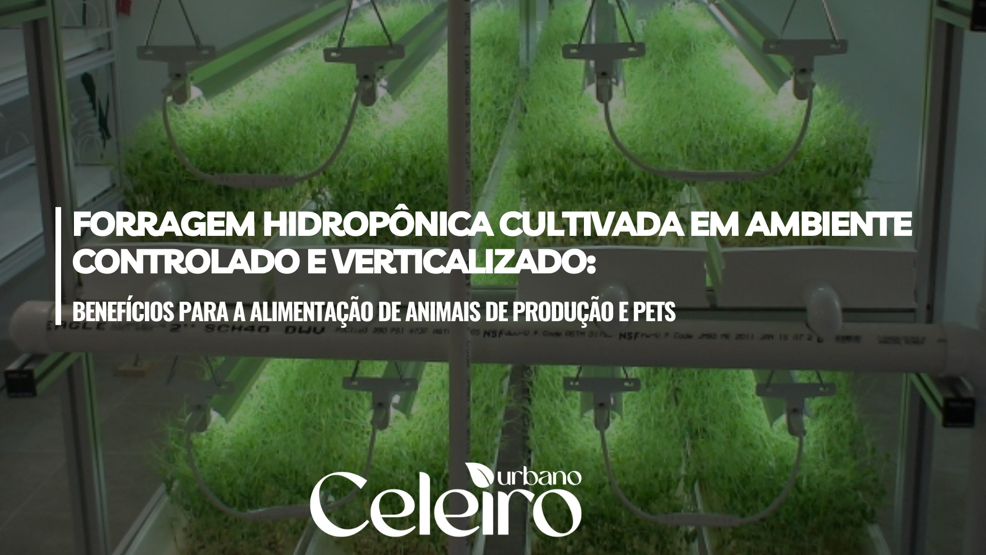 Forragem hidropônica cultivada em ambiente controlado e verticalizado ...